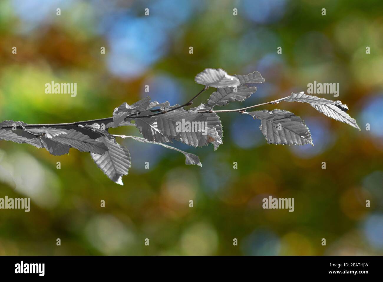 a silver colroed branch of an tree Stock Photo - Alamy