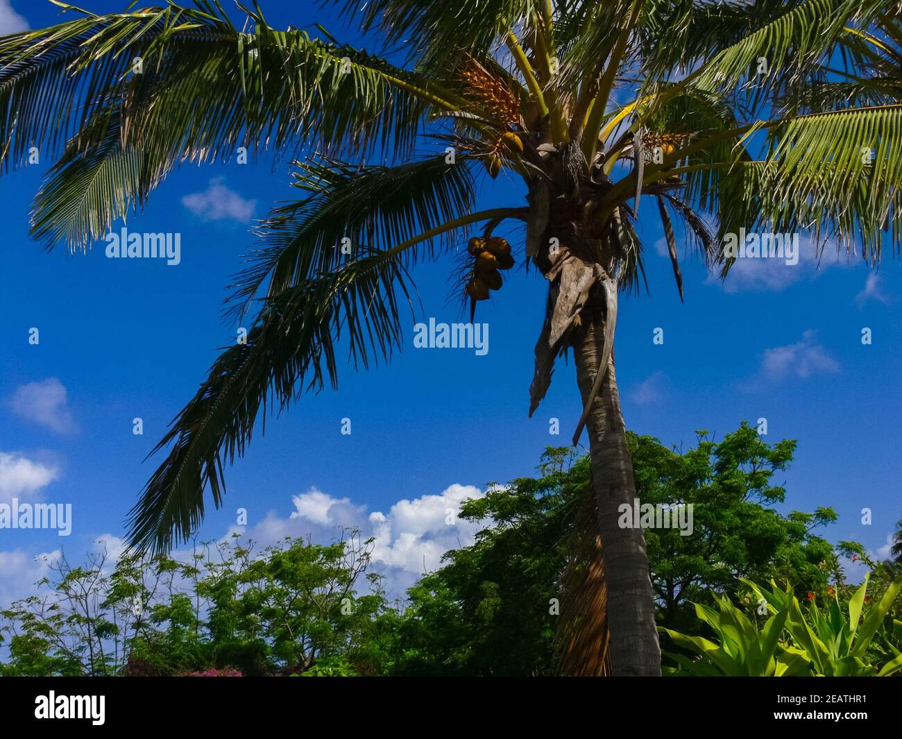 Palm trees on Easter Island. nature plants on Easter Island Stock Photo ...