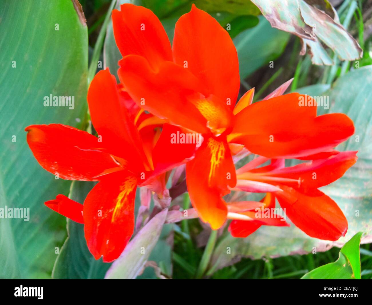 Island red flower hi-res stock photography and images - Alamy