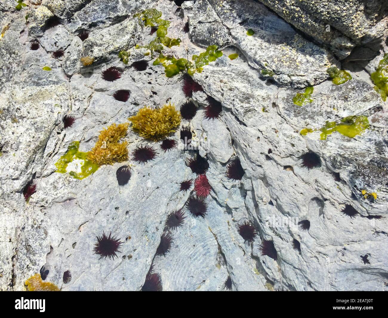 Sea hedgehogs on the rocky shore, rendered by sea Stock Photo - Alamy