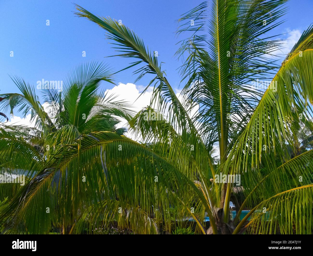 Palm trees on Easter Island. nature plants on Easter Island Stock Photo ...