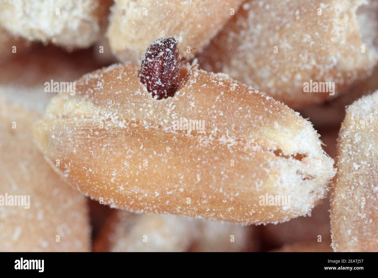 Rhyzopertha dominica commonly as the lesser grain borer, American wheat ...