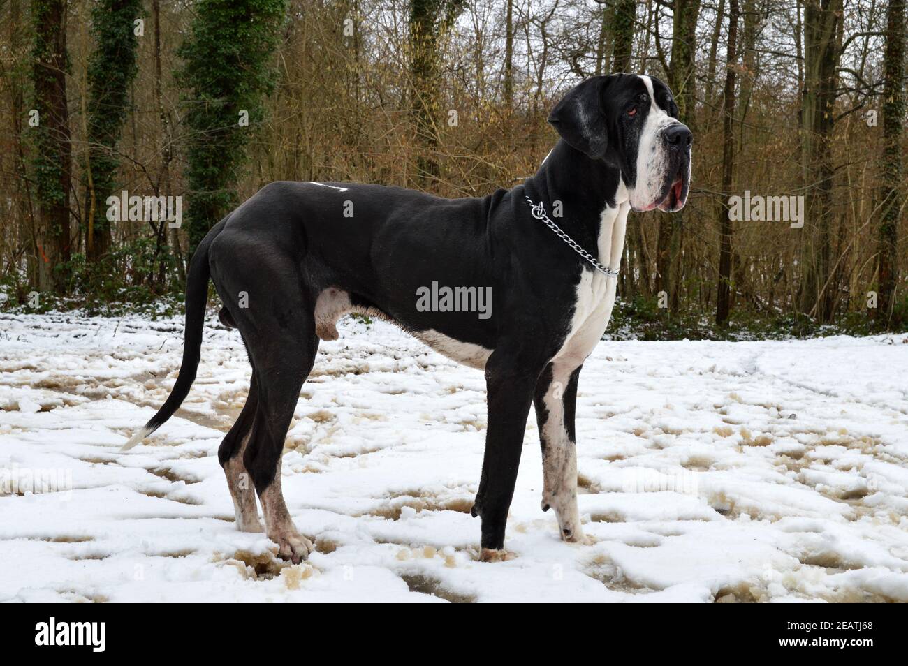 Senior great dane hi-res stock photography and images - Alamy