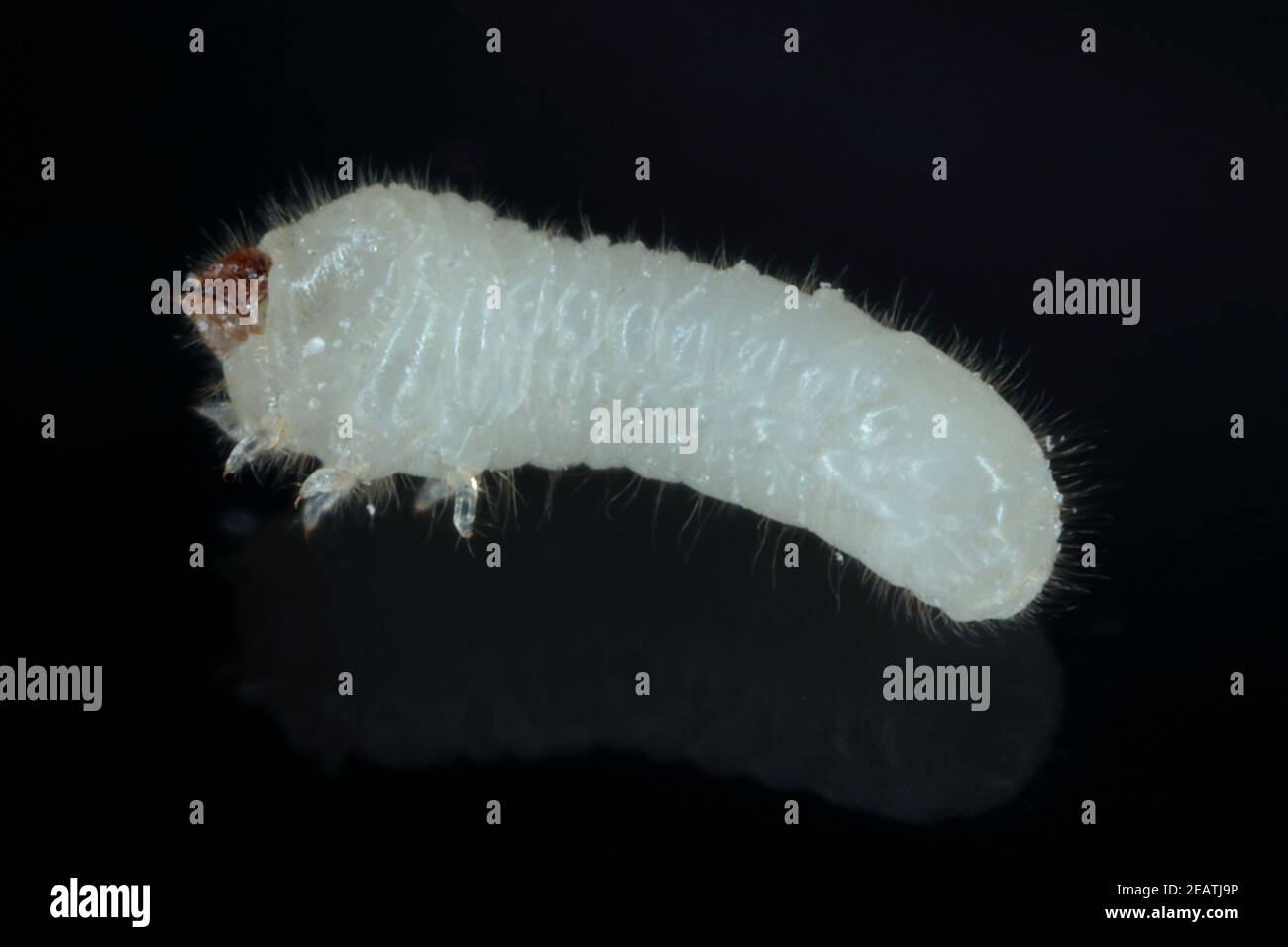 Larva of Rhyzopertha dominica commonly as the lesser grain borer ...
