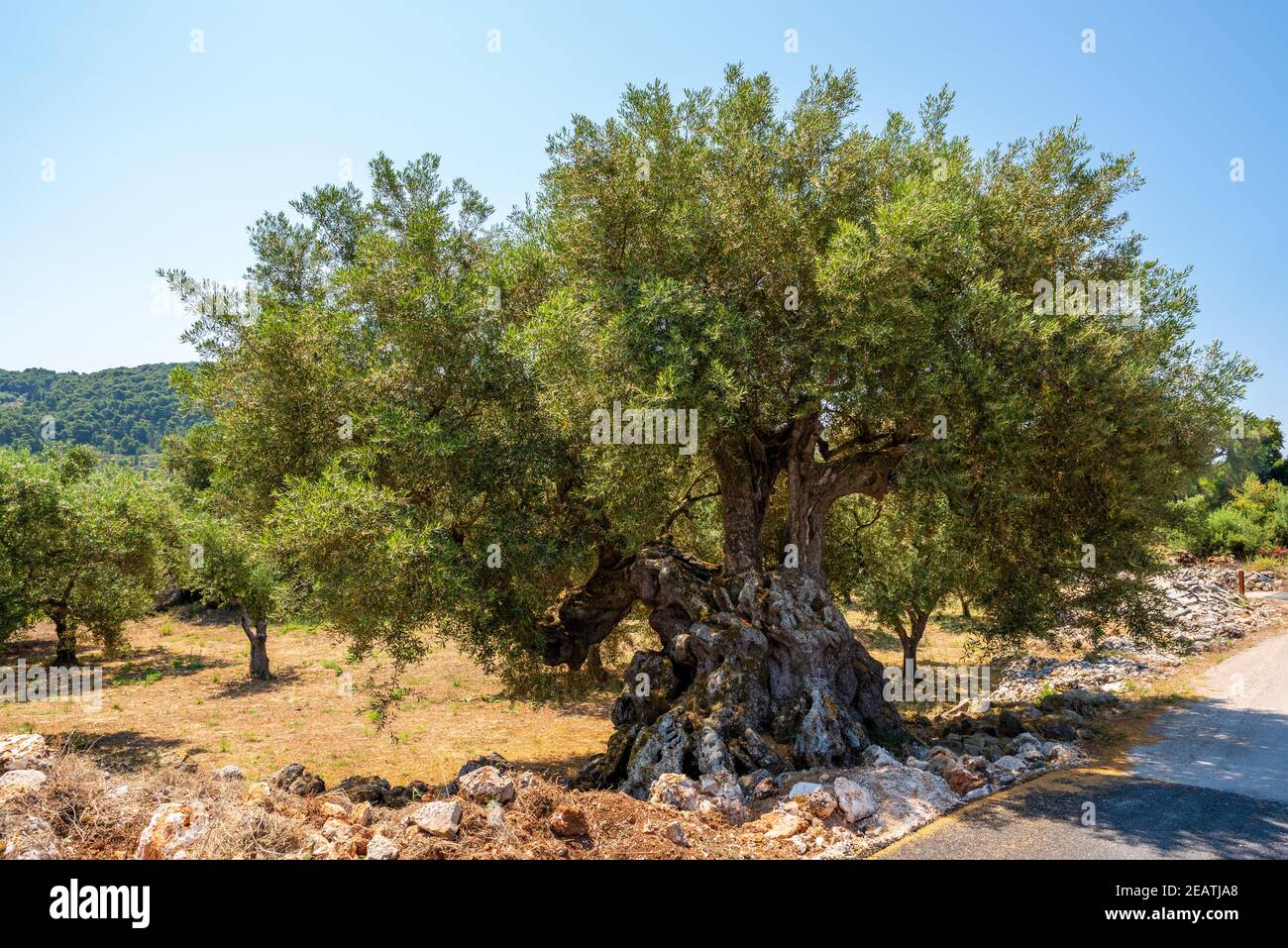 Big olive tree hi-res stock photography and images - Alamy
