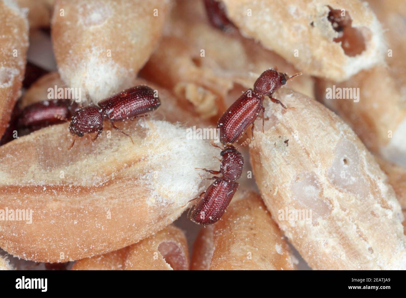 Rhyzopertha dominica commonly as the lesser grain borer, American wheat ...