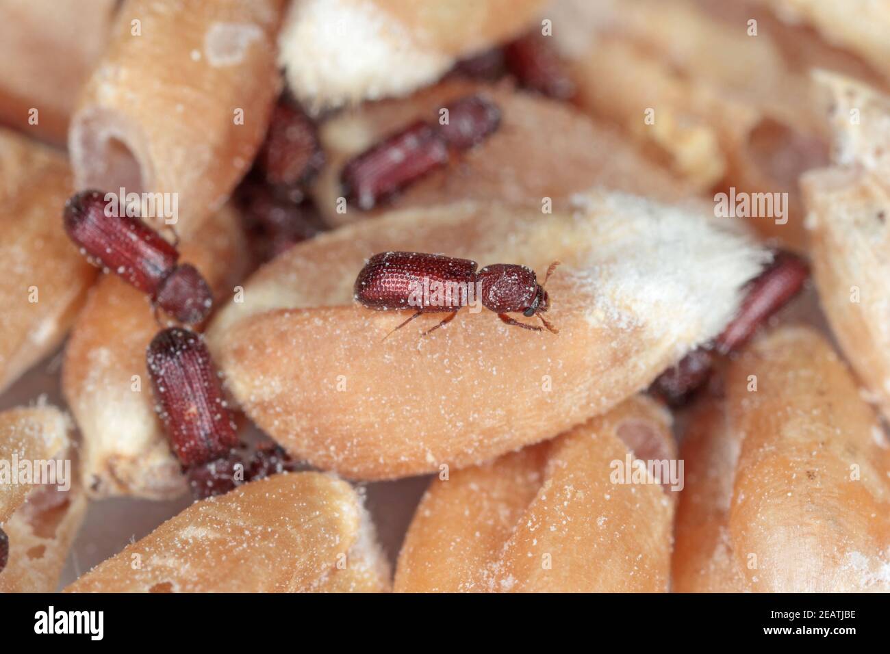 Rhyzopertha dominica commonly as the lesser grain borer, American wheat ...