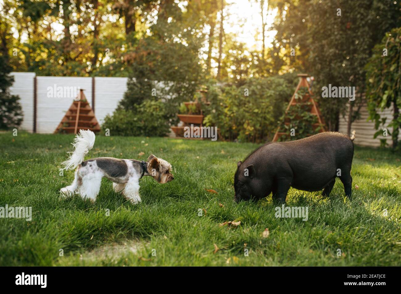 Pig chase game hi-res stock photography and images - Alamy