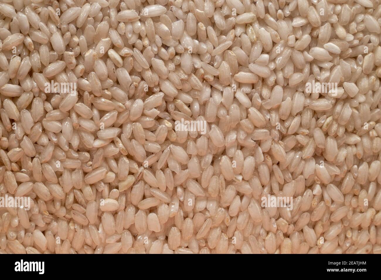detail of rice grains Stock Photo - Alamy