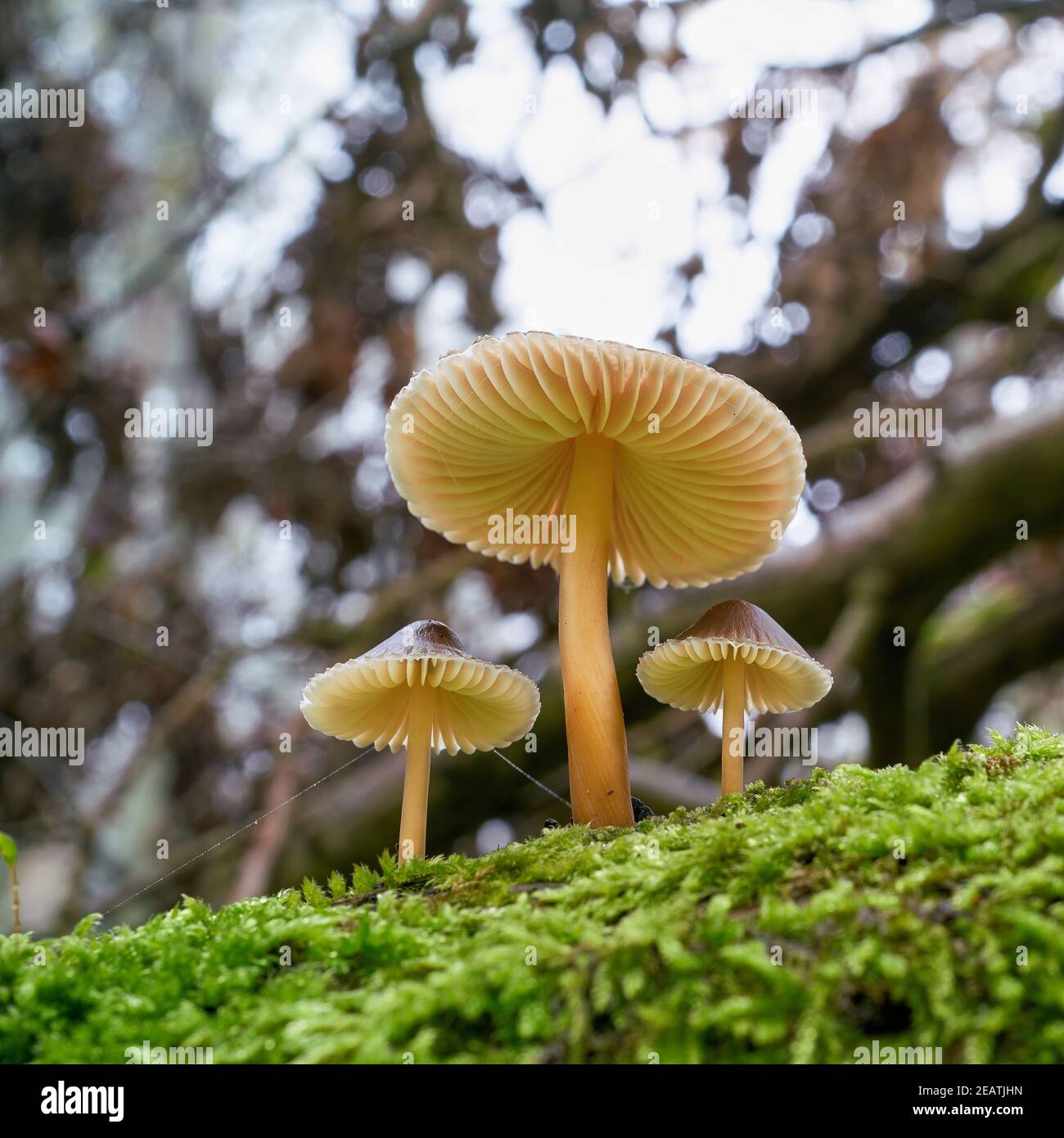 common bonnet (Mycena galericulata) on a dead tree trunk in the forest ...