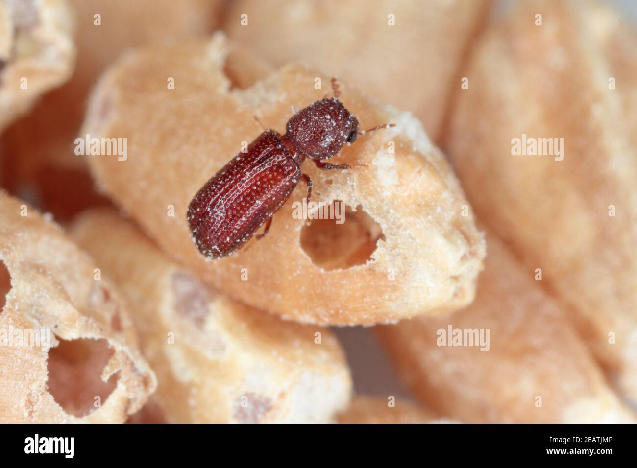 Rhyzopertha dominica commonly as the lesser grain borer, American wheat ...