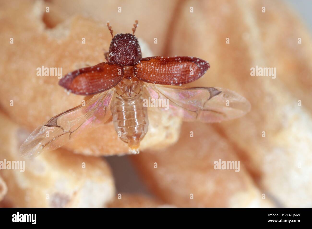 Rhyzopertha dominica commonly as the lesser grain borer, American wheat ...
