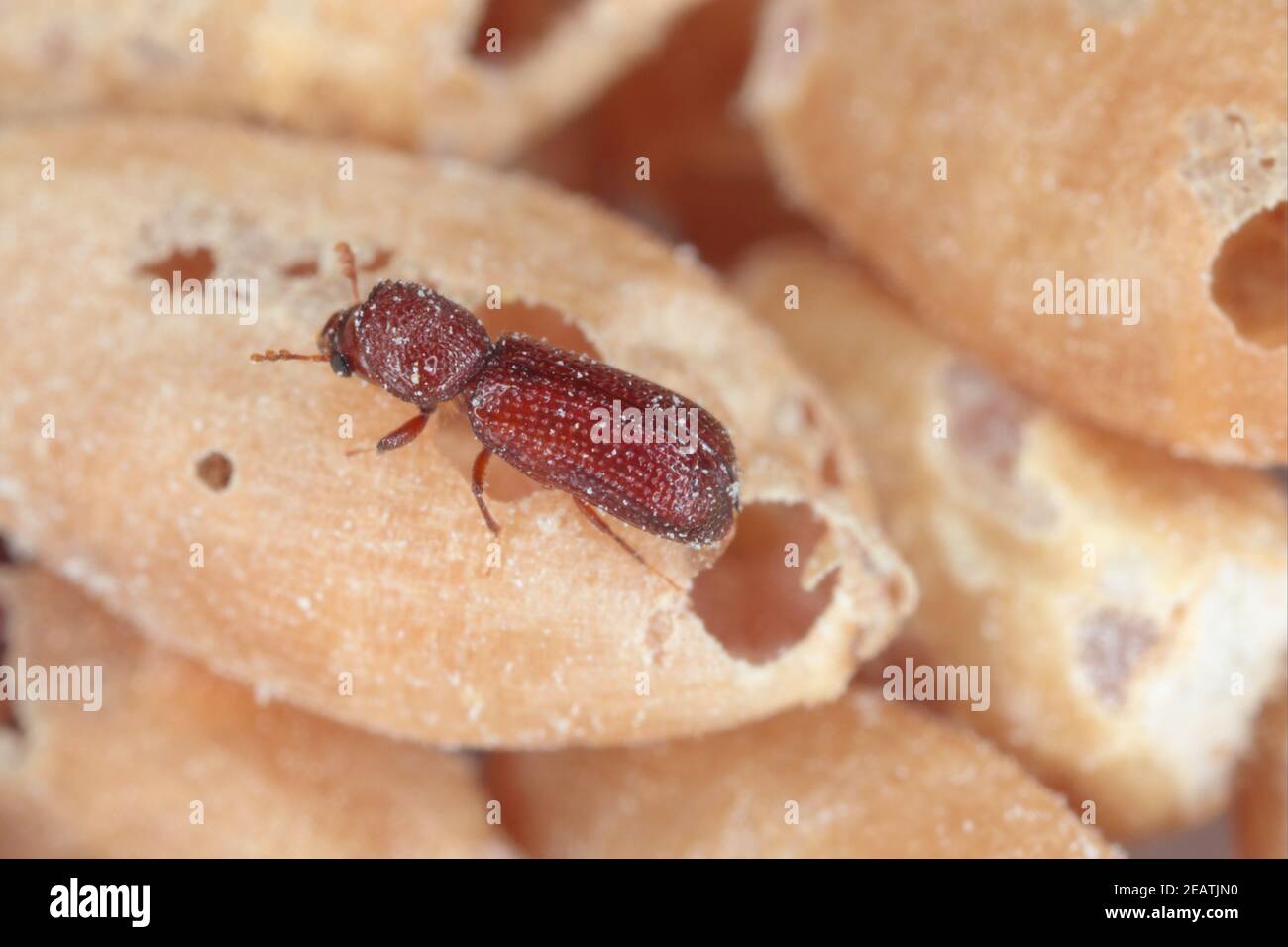 Australian food stock hi-res stock photography and images - Alamy