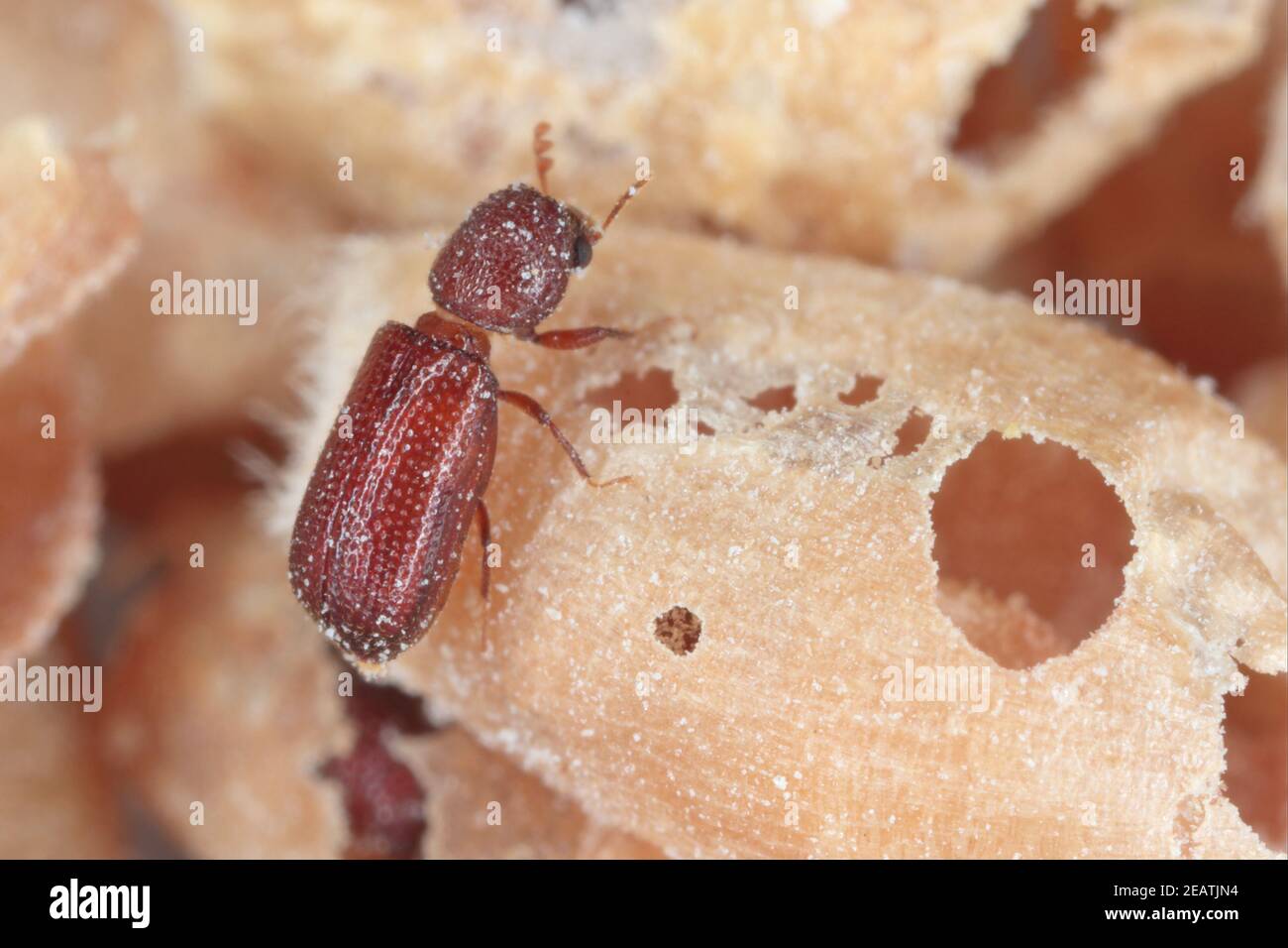 Rhyzopertha dominica commonly as the lesser grain borer, American wheat ...
