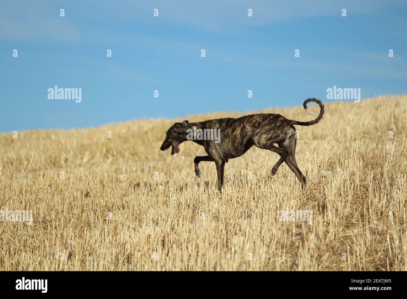 Spanish greyhound in mechanical hare race in the countryside Stock ...
