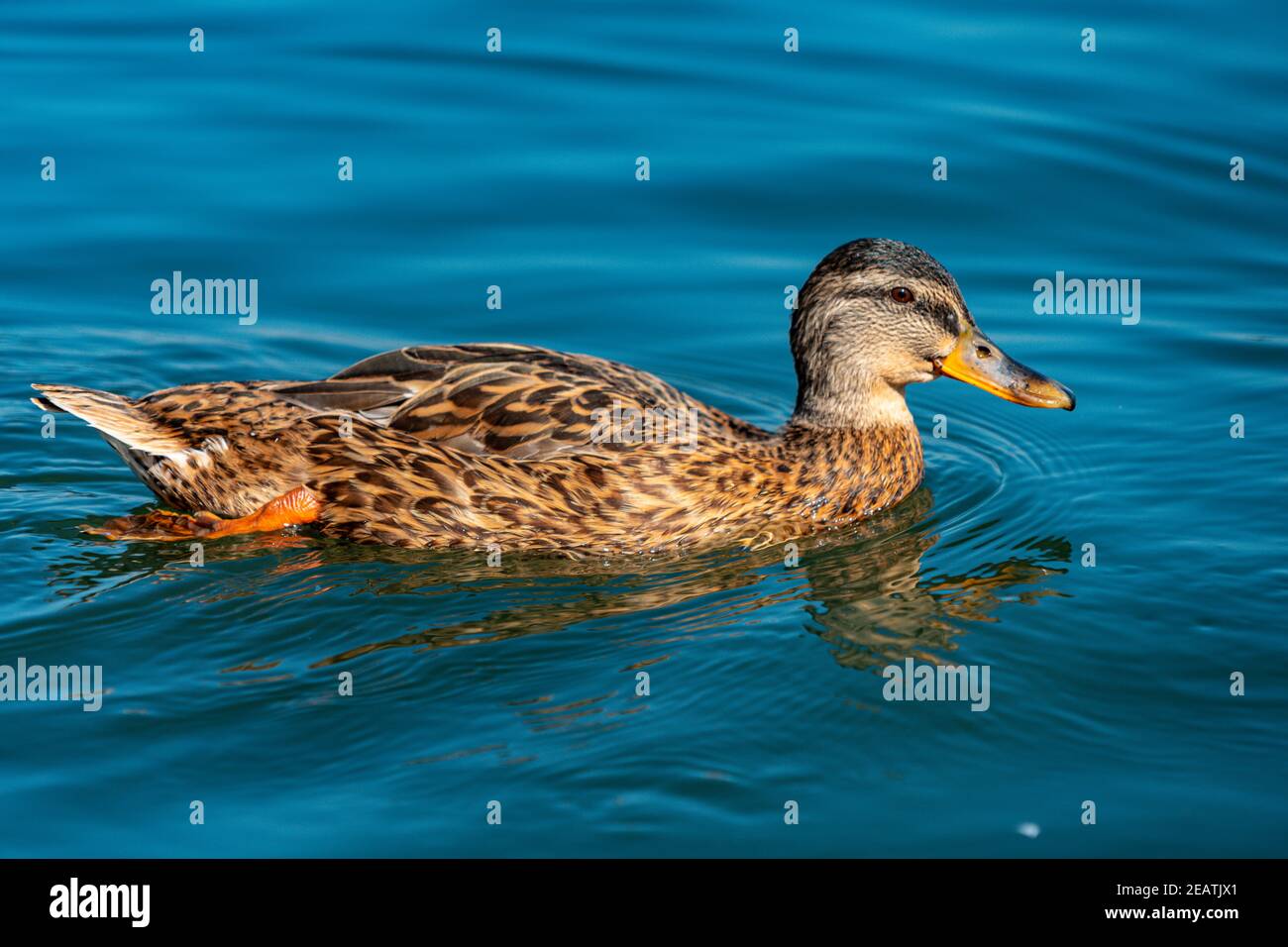 Birds and animals swimming hi-res stock photography and images - Alamy