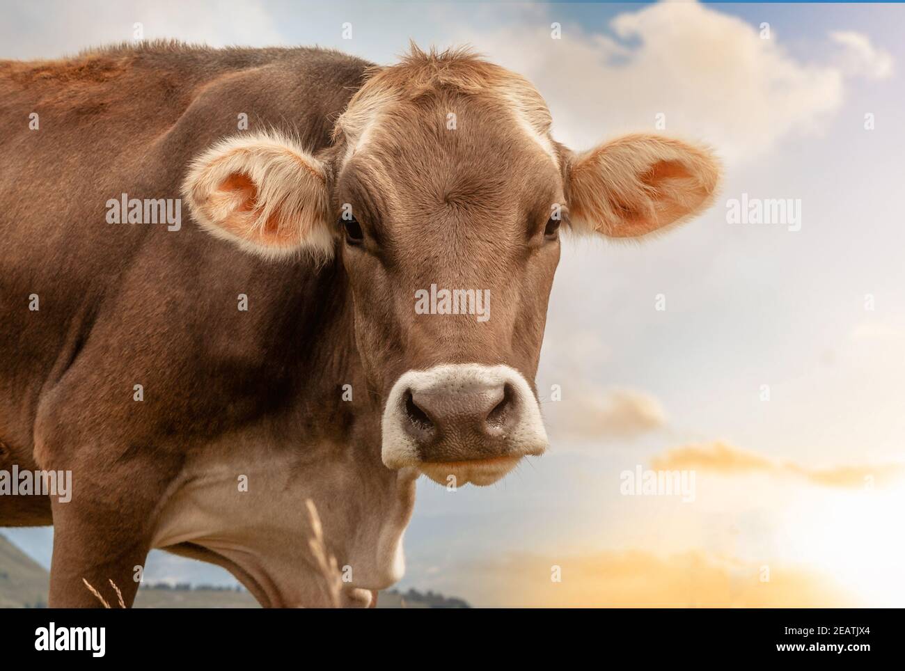 Cow potrait hi-res stock photography and images - Alamy