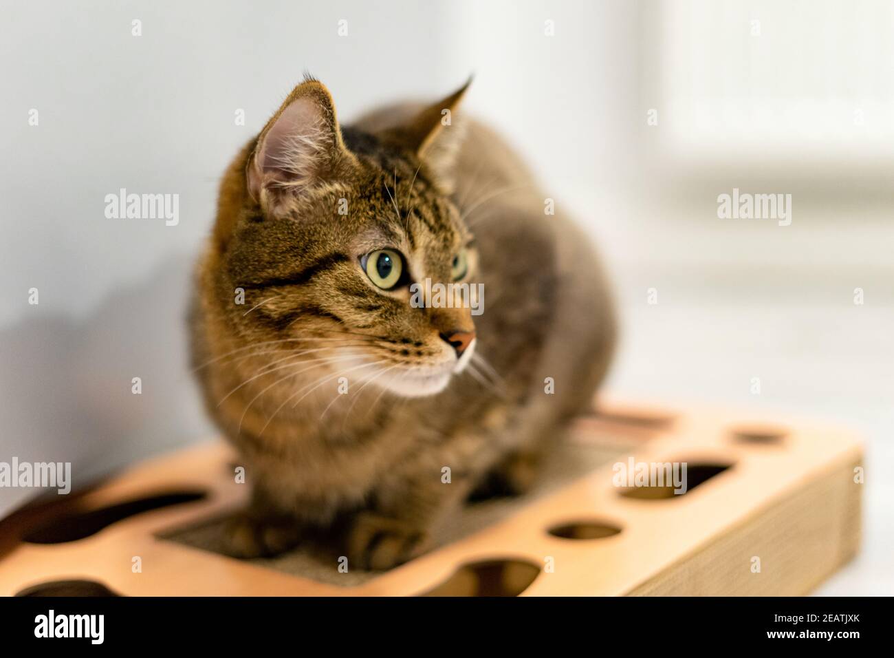 native tabby cat sits on a cardboard box Stock Photo - Alamy