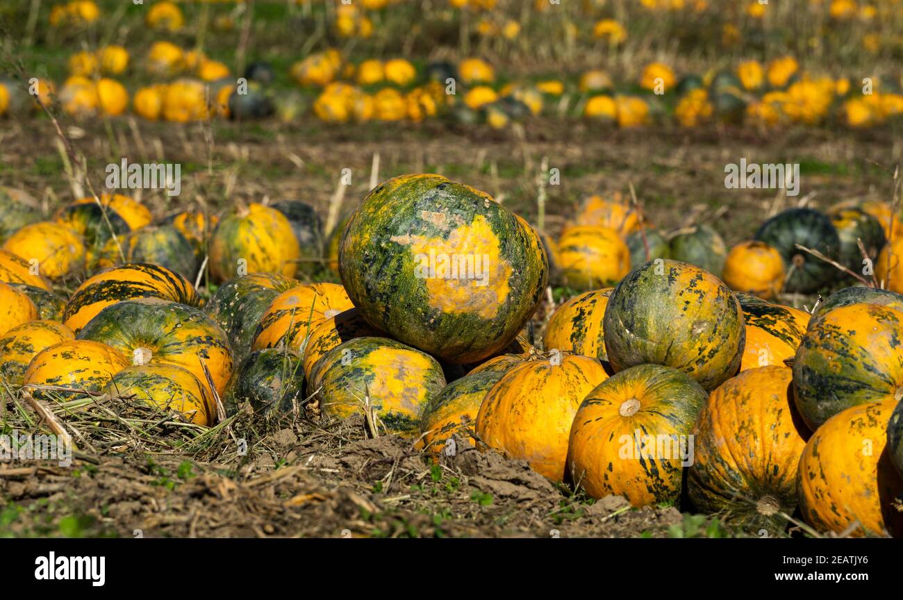 Styrian pumpkin hi-res stock photography and images - Alamy