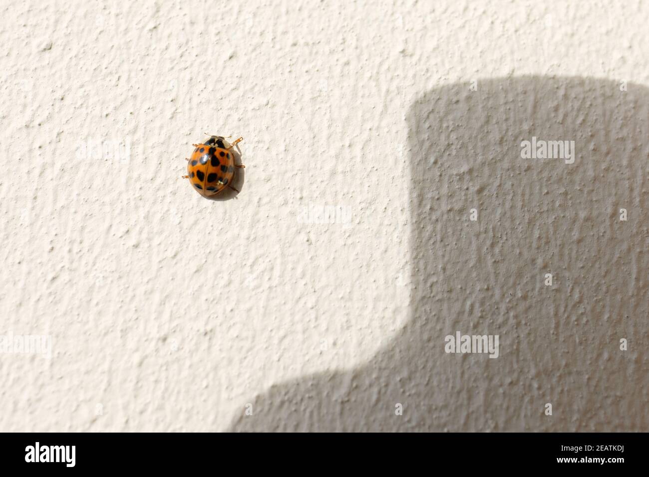 Black spotted red ladybug hi-res stock photography and images - Alamy