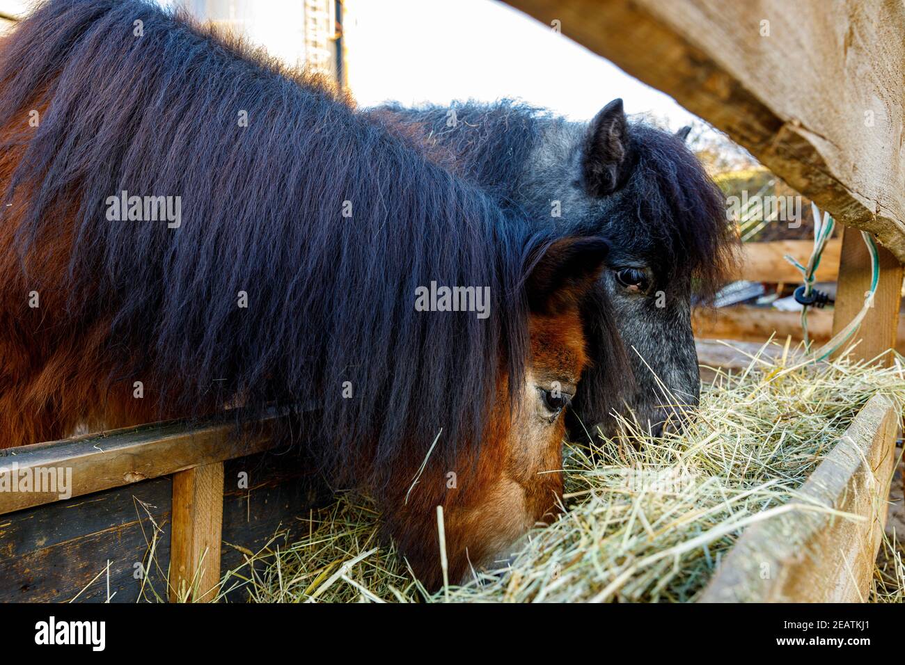 Small horses head hi-res stock photography and images - Alamy