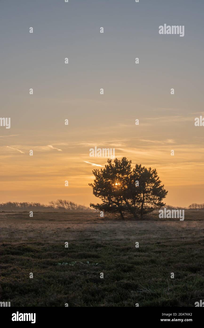 Heathland Shrub High Resolution Stock Photography and Images - Alamy