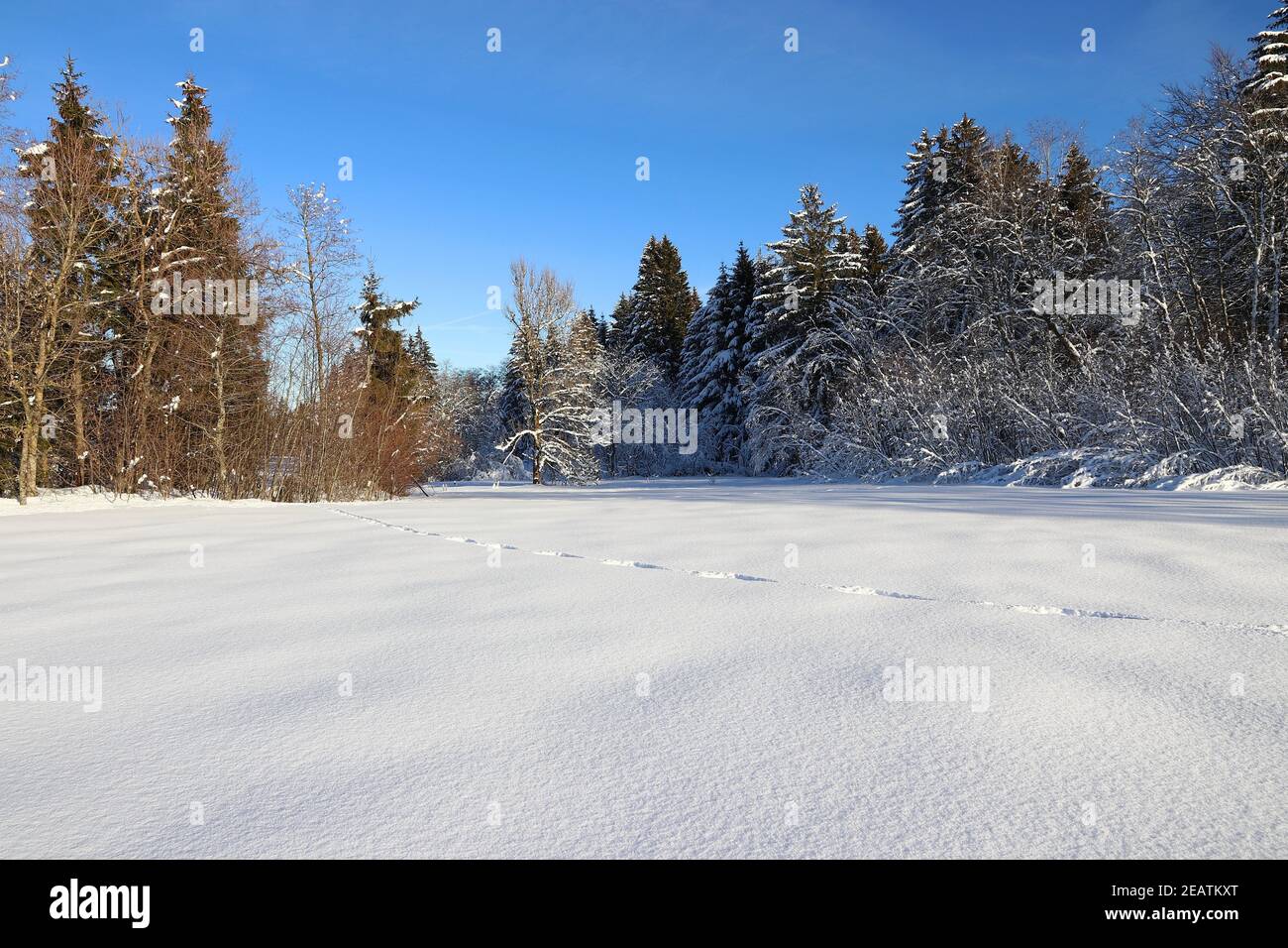 Winter landscape in Bavaria with animal tracks in high snow Stock Photo ...