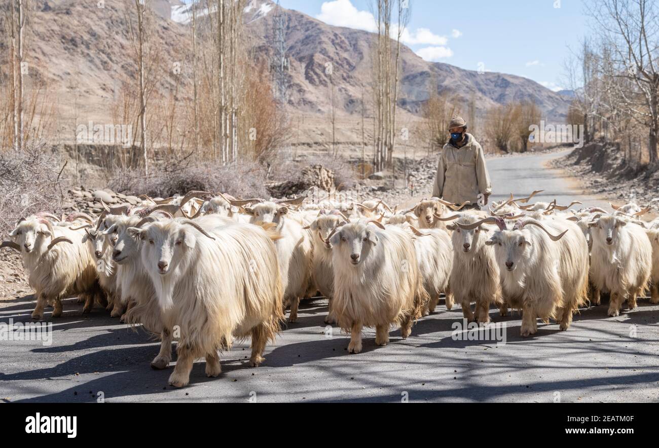 Flock of mountain sheep in Ladakh Stock Photo - Alamy