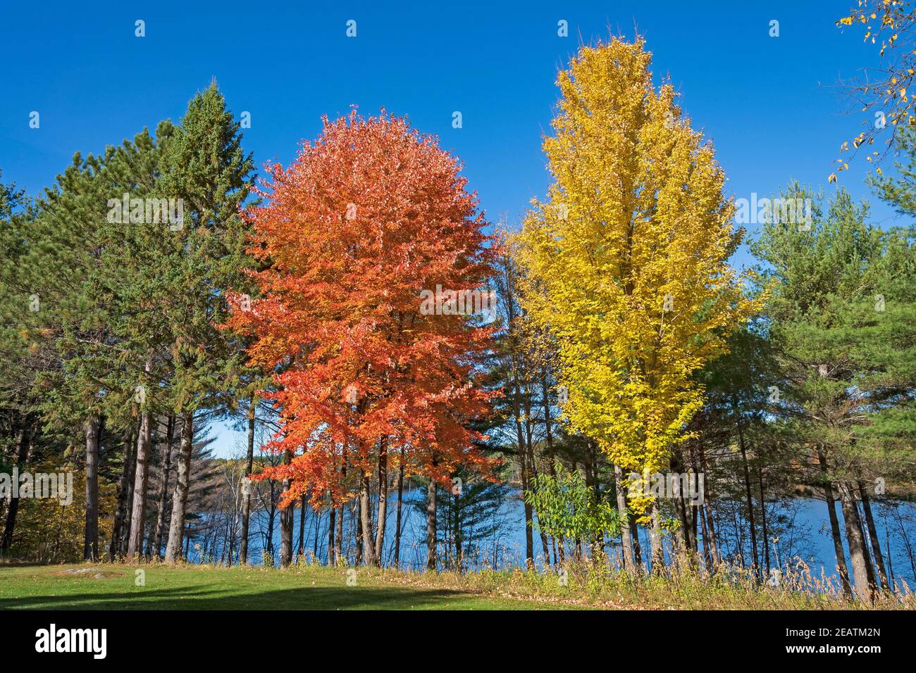 Leaves display autumn colors hi-res stock photography and images - Alamy