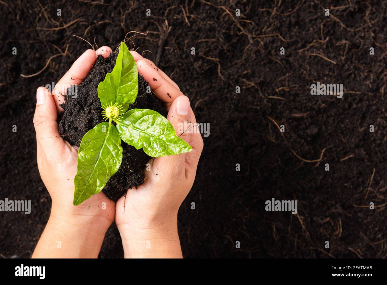 Nurturing tree hi-res stock photography and images - Alamy