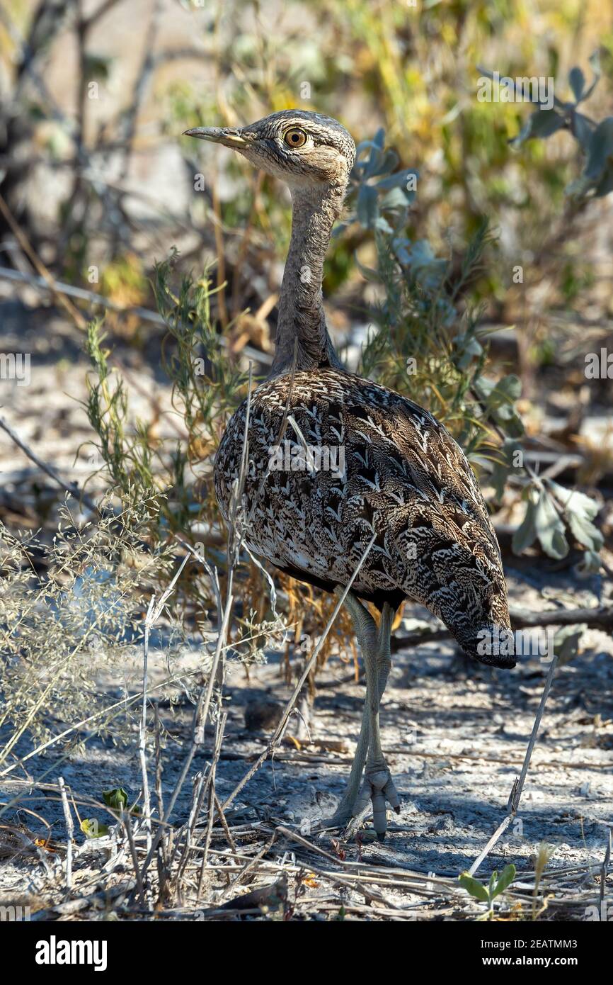 non flying bird Red crested Bustard Namibia Africa wildlife Stock Photo ...