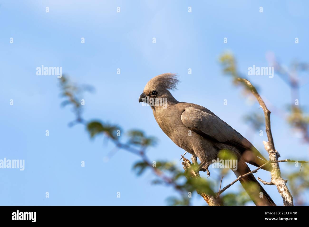 Grey go away bird hi-res stock photography and images - Alamy