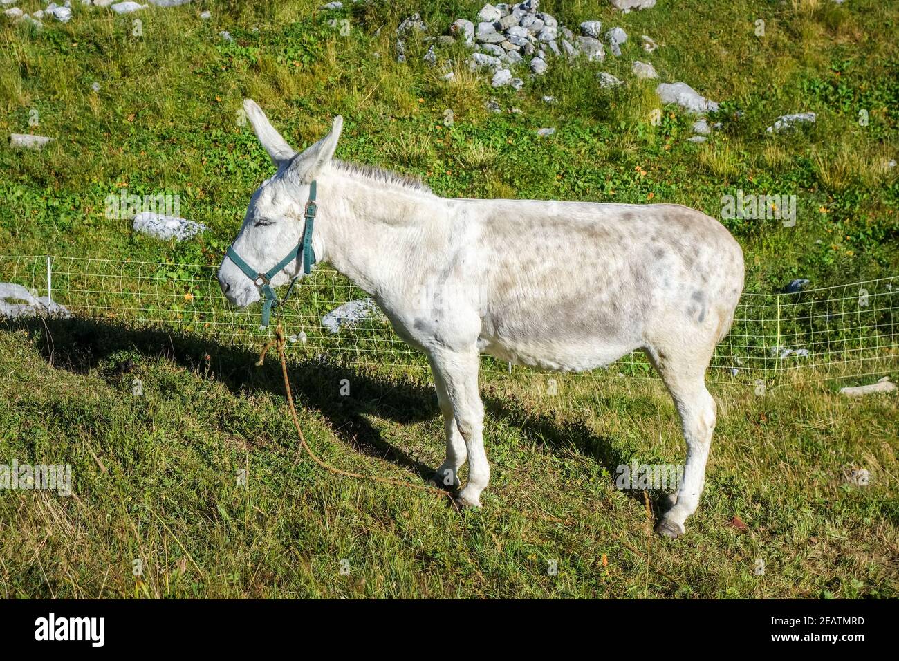 French donkey hi-res stock photography and images - Alamy