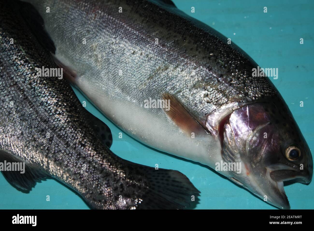 Animal Skin Markings High Resolution Stock Photography and Images - Alamy