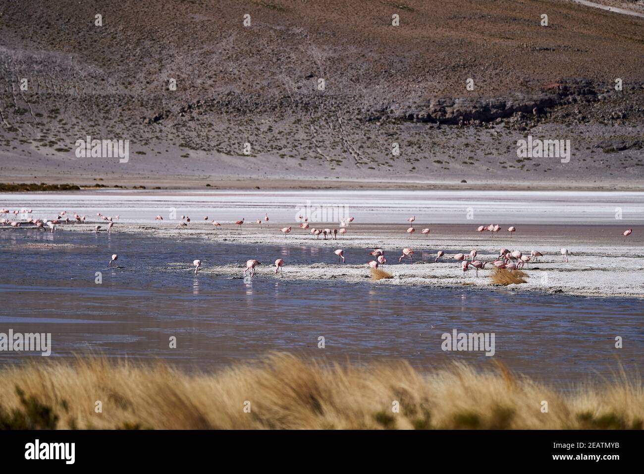 Andean flamingo, Phoenicoparrus andinus, in one of the lagoons along ...