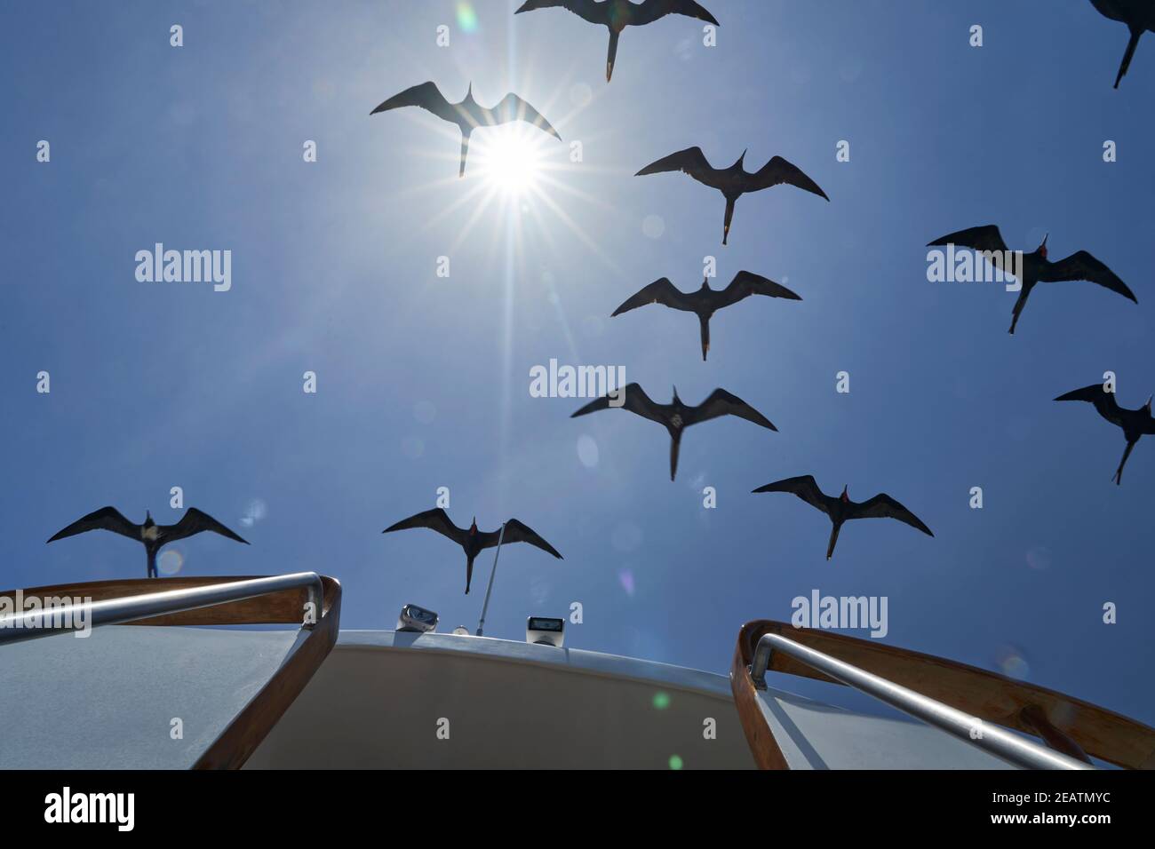 Magnificent frigatebird, Fregata magnificens, is a big black seabird ...