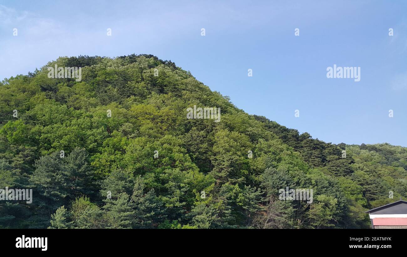 View of beautiful landscape scene of green trees and grasses on large ...