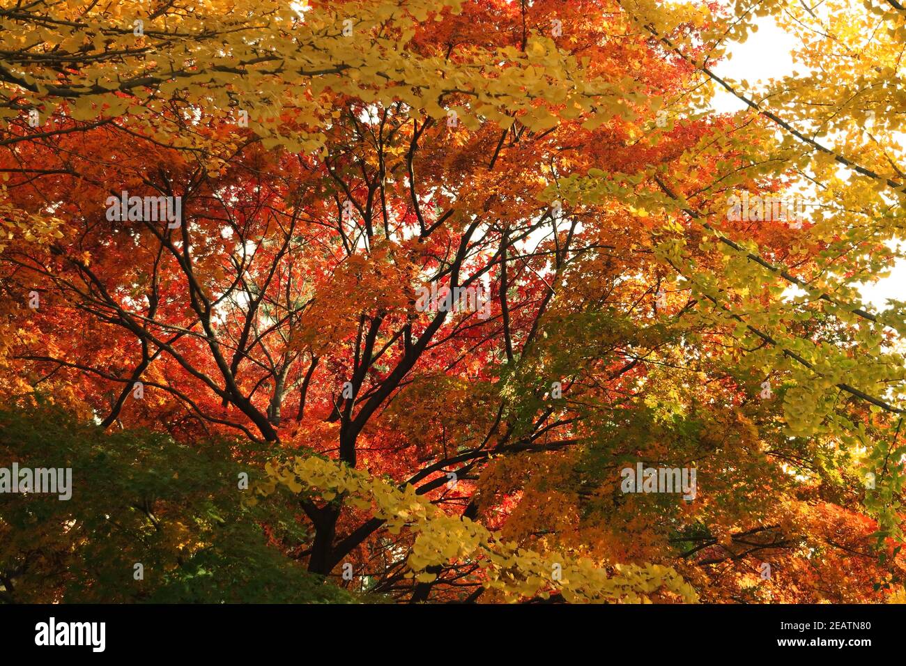 Colorful trees in background hi-res stock photography and images - Alamy