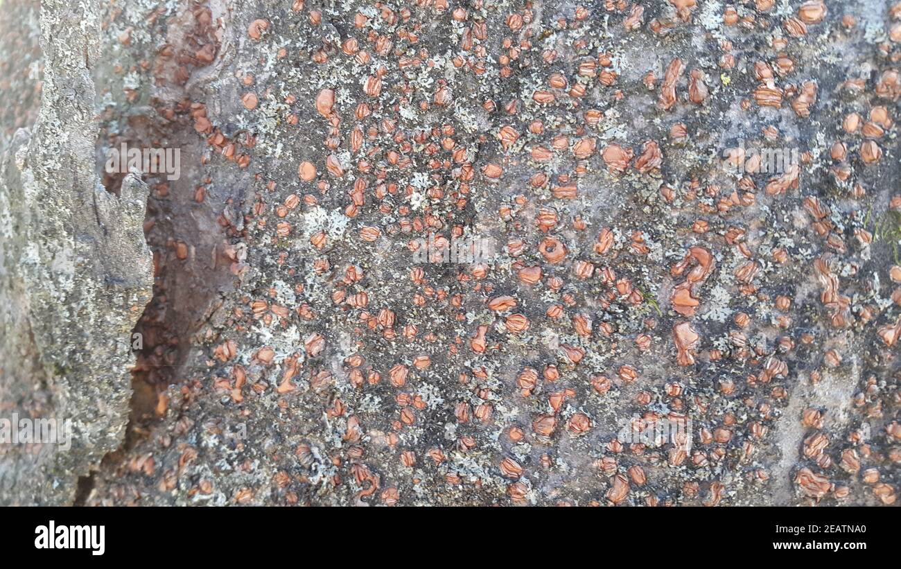 tree peel macro close up texture for background and texture Stock Photo ...