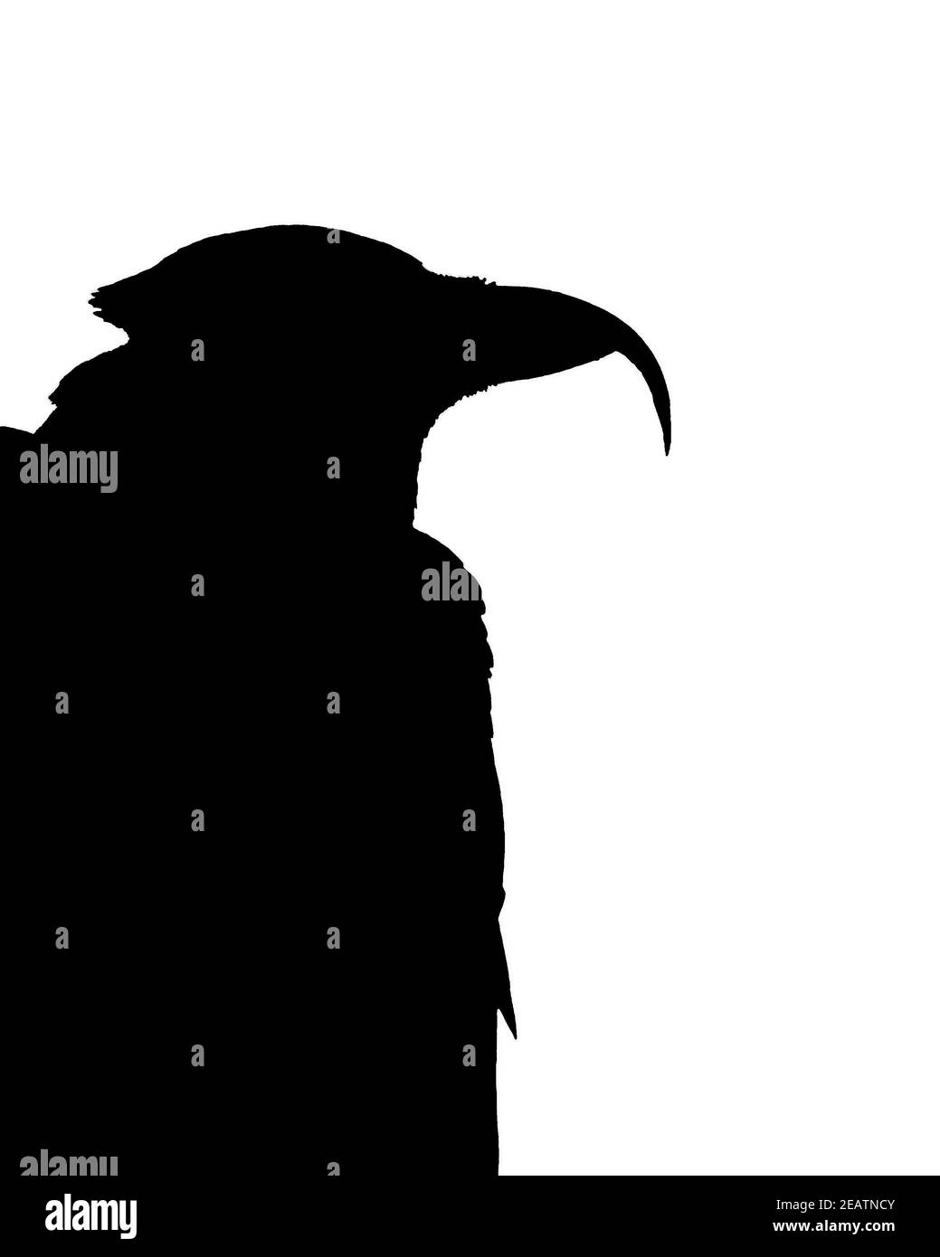 Black Crow Side View Isolated Graphic Silhouette Stock Photo - Alamy