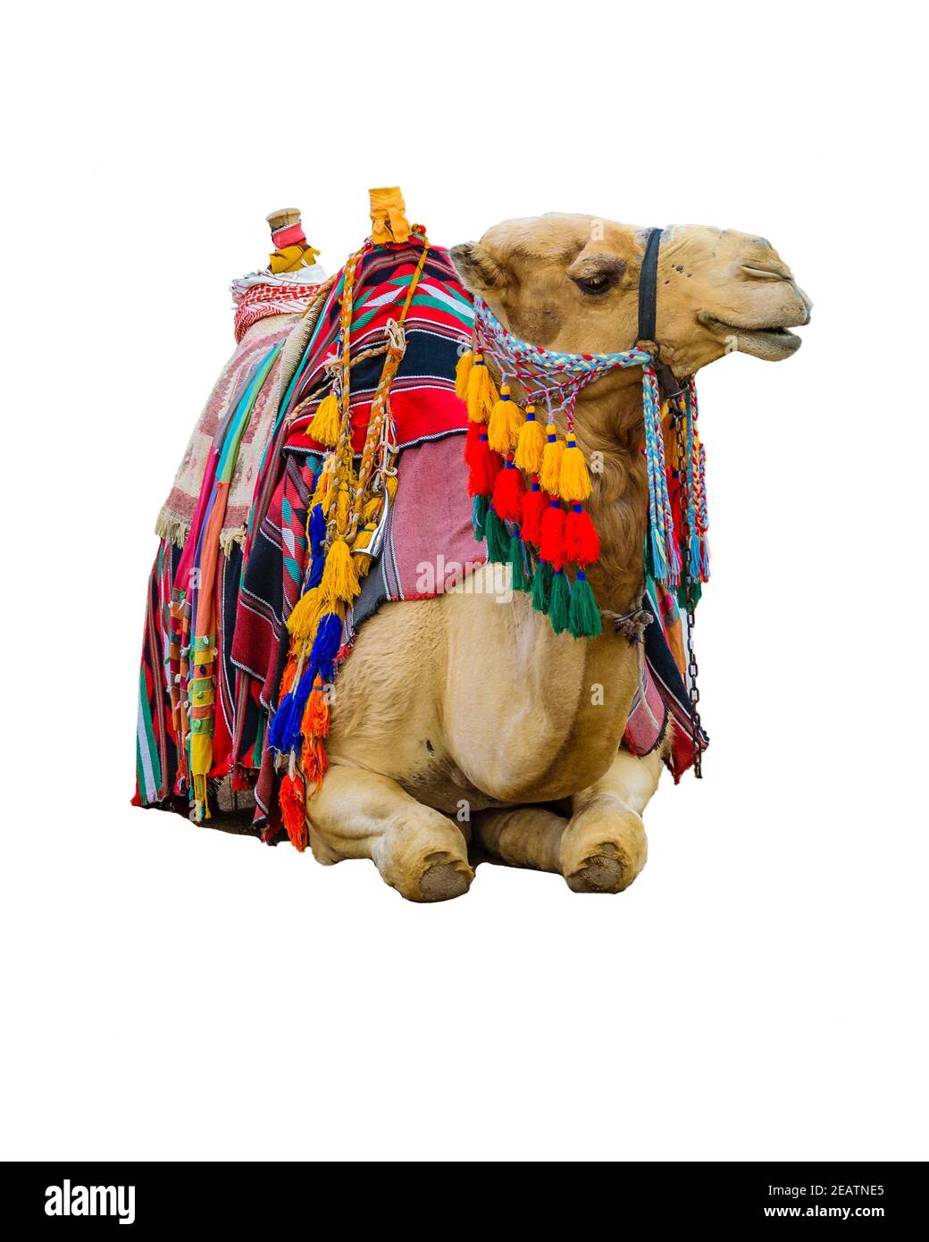 Camel Resting Isolated Photo Stock Photo - Alamy