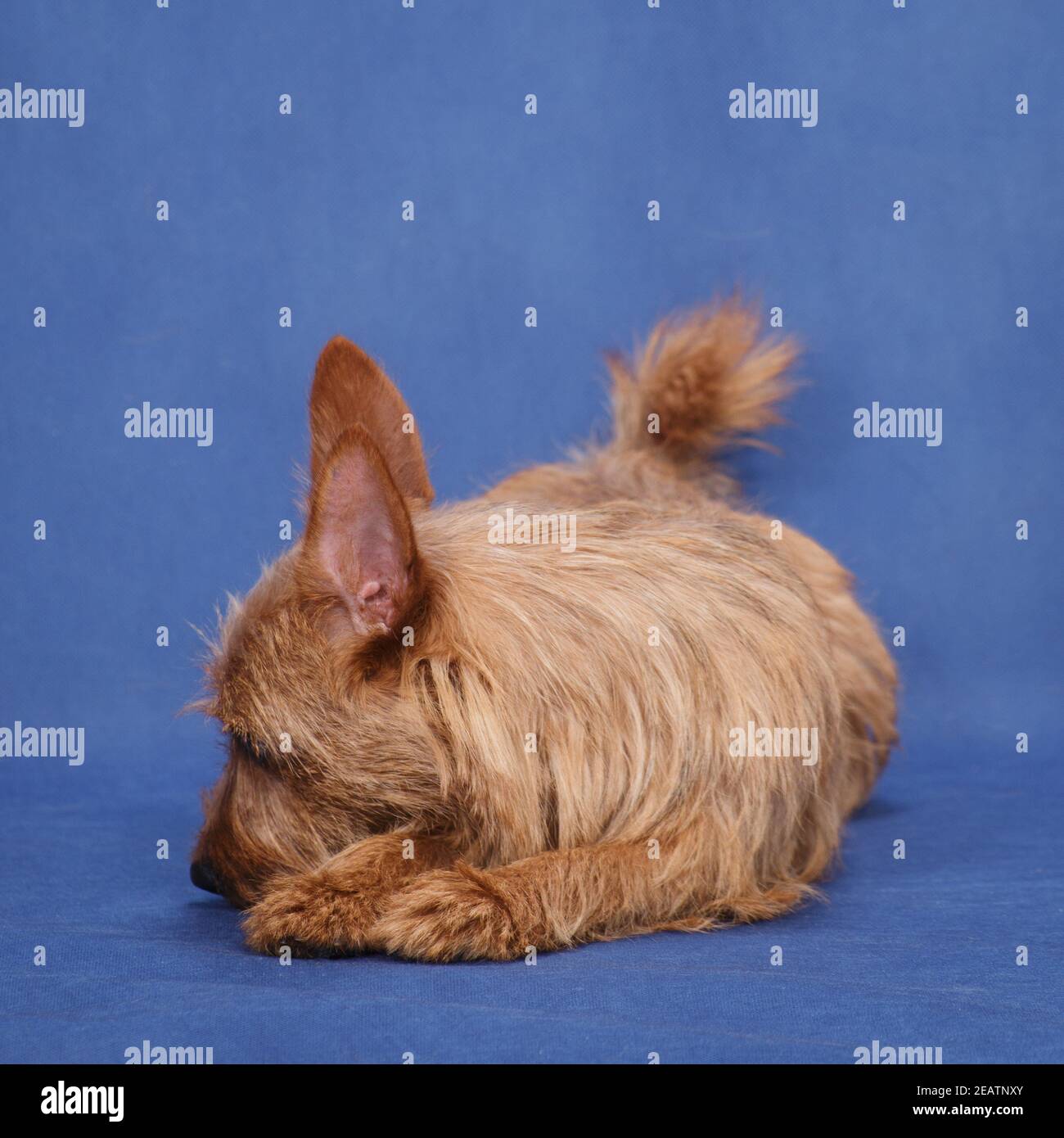 Sad dog Australian Terrier lies on a blue background Stock Photo - Alamy