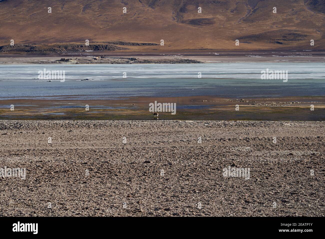 Vicuna wading through Laguna Blanca, a salt lake in the altiplano of ...