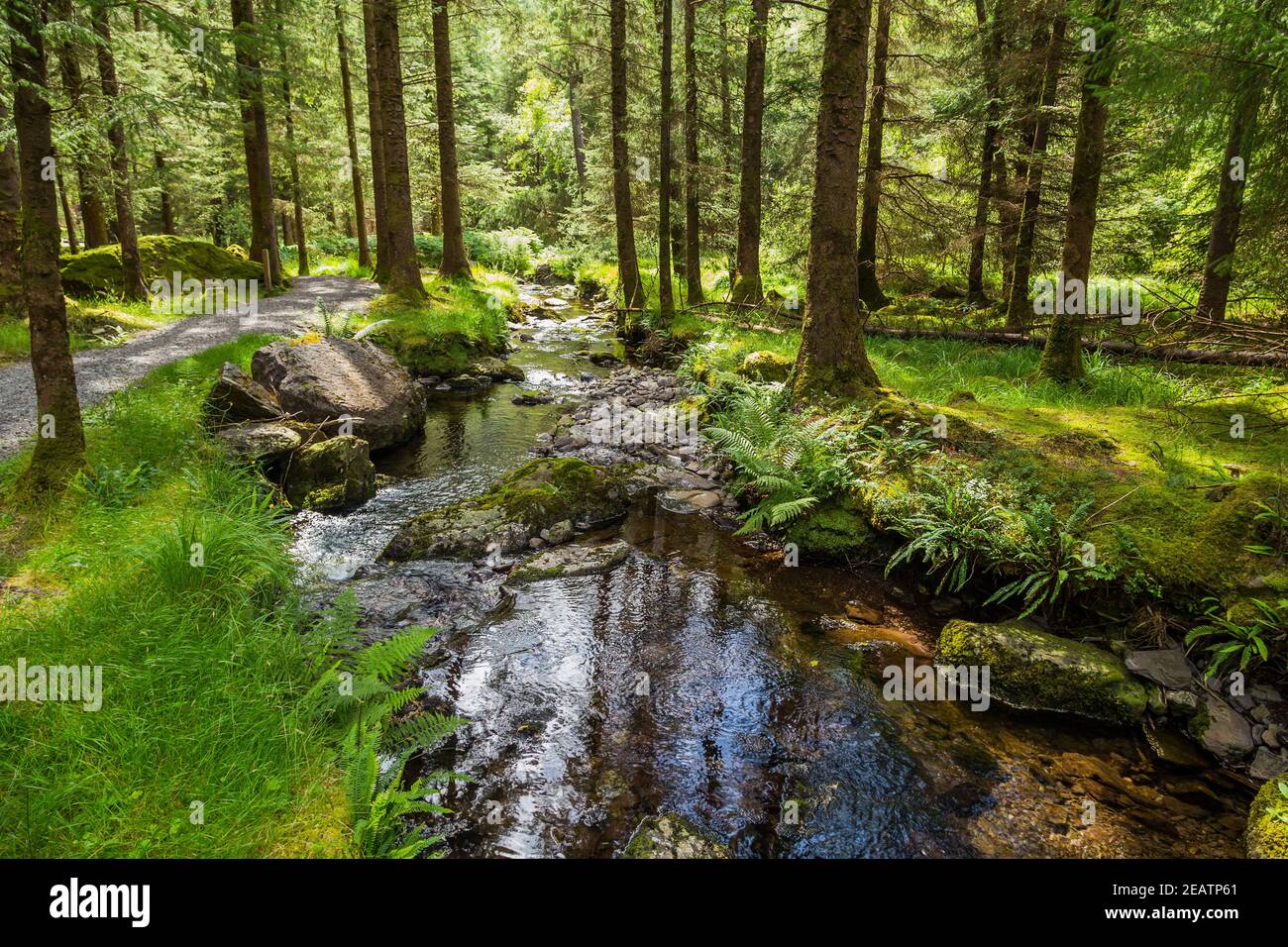 Tiny river in the Irish countryside Stock Photo - Alamy
