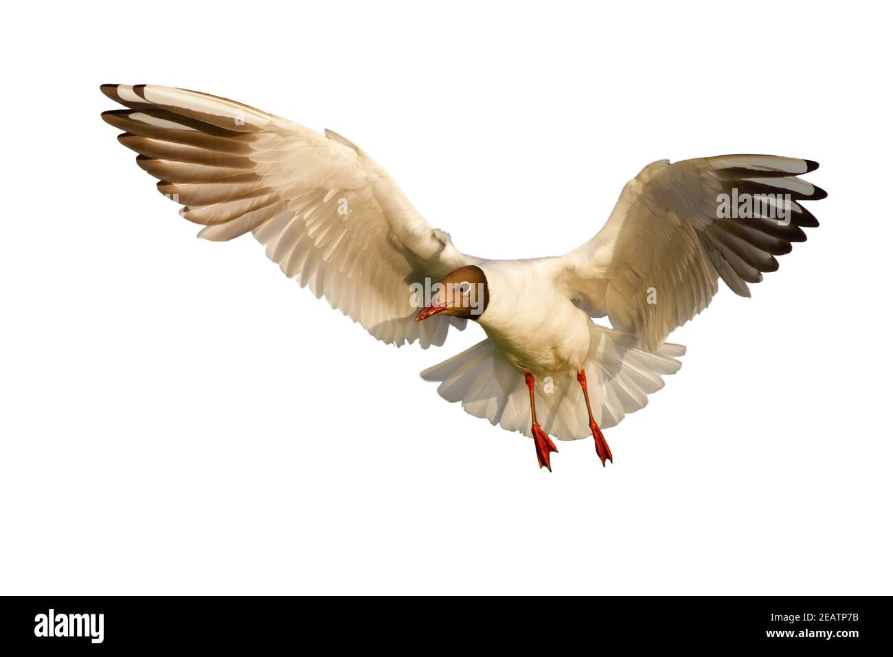 Spreading plumage Cut Out Stock Images & Pictures - Alamy