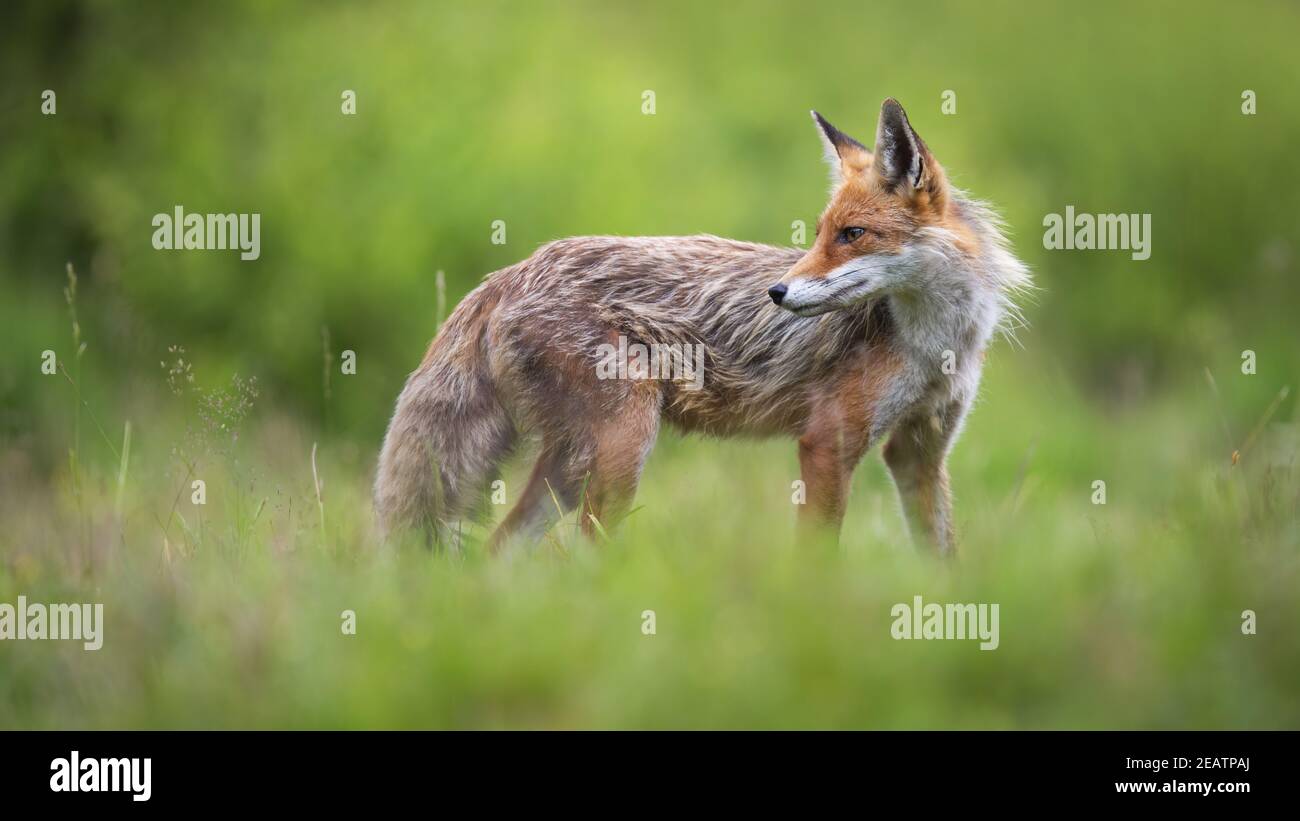 Red fox observing on grassland in springtime nature Stock Photo - Alamy