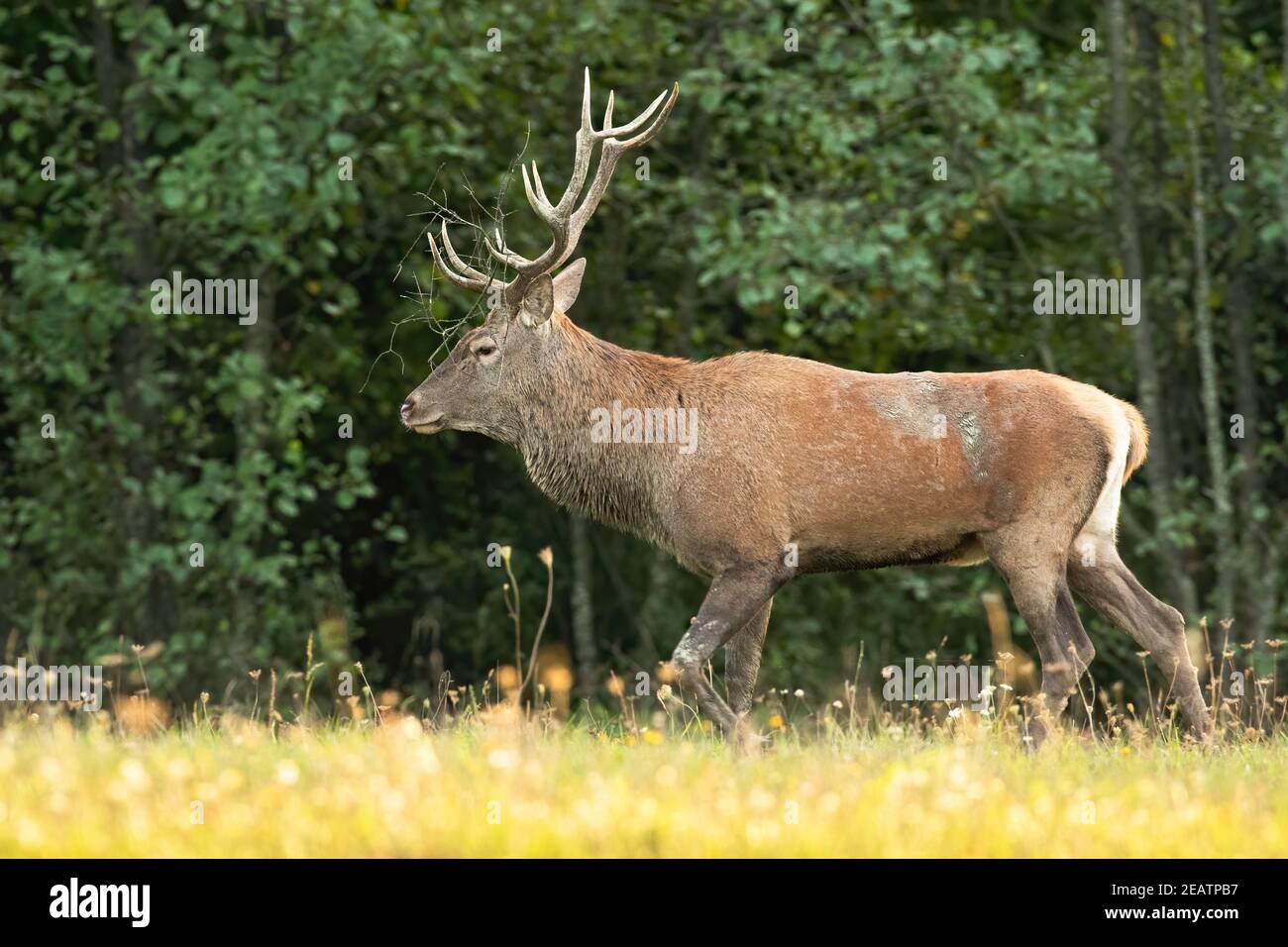 Stag leg hi-res stock photography and images - Alamy