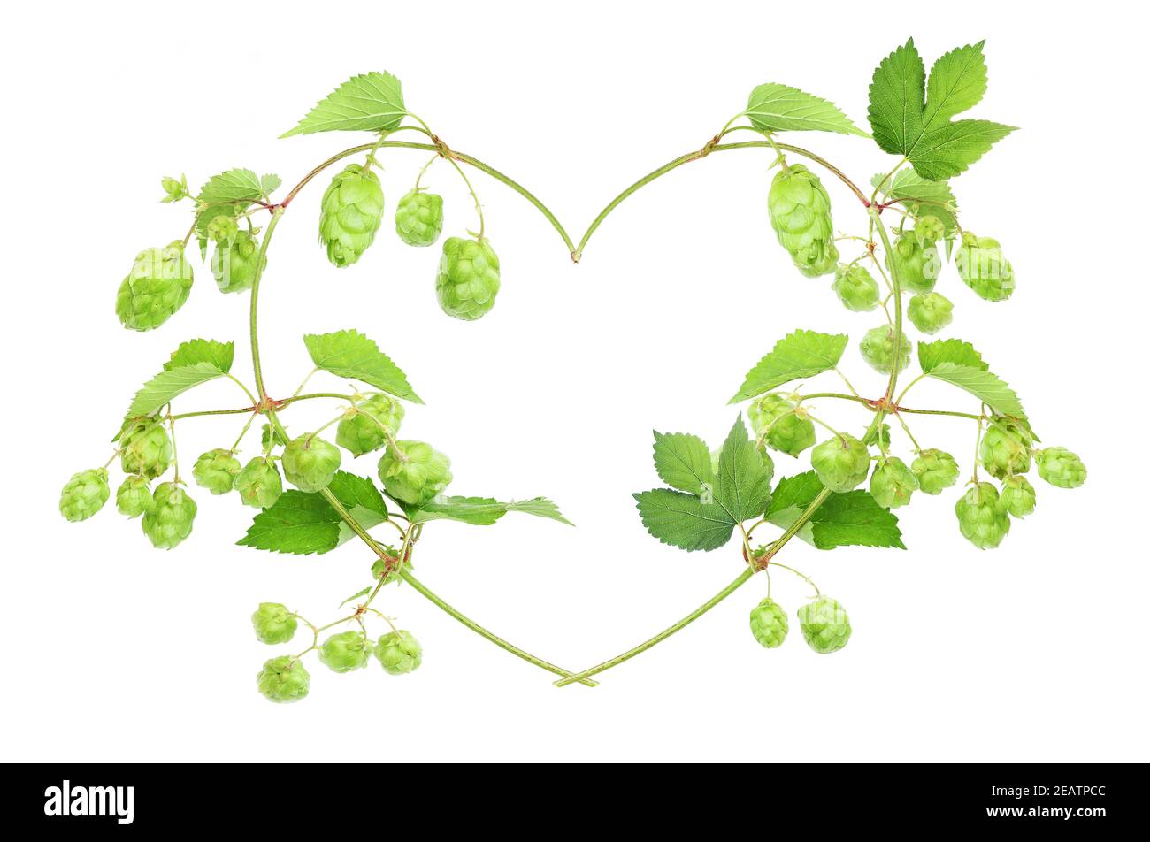 Heart-shaped hop branches, isolated Stock Photo - Alamy
