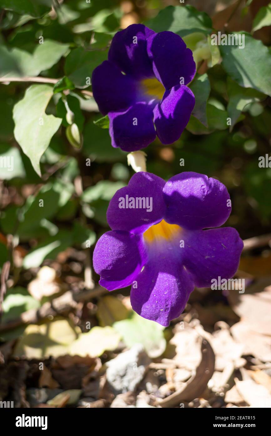 Backgrounds beauty blossom hi-res stock photography and images - Alamy