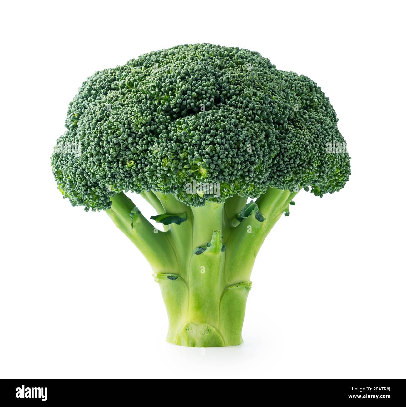 Close up broccoli placed Cut Out Stock Images & Pictures - Alamy